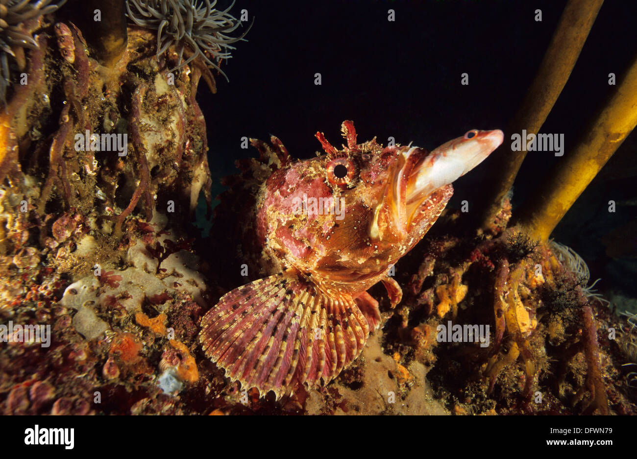 Goldsinny wrasse centrolabrus rupestris hi-res stock photography and ...