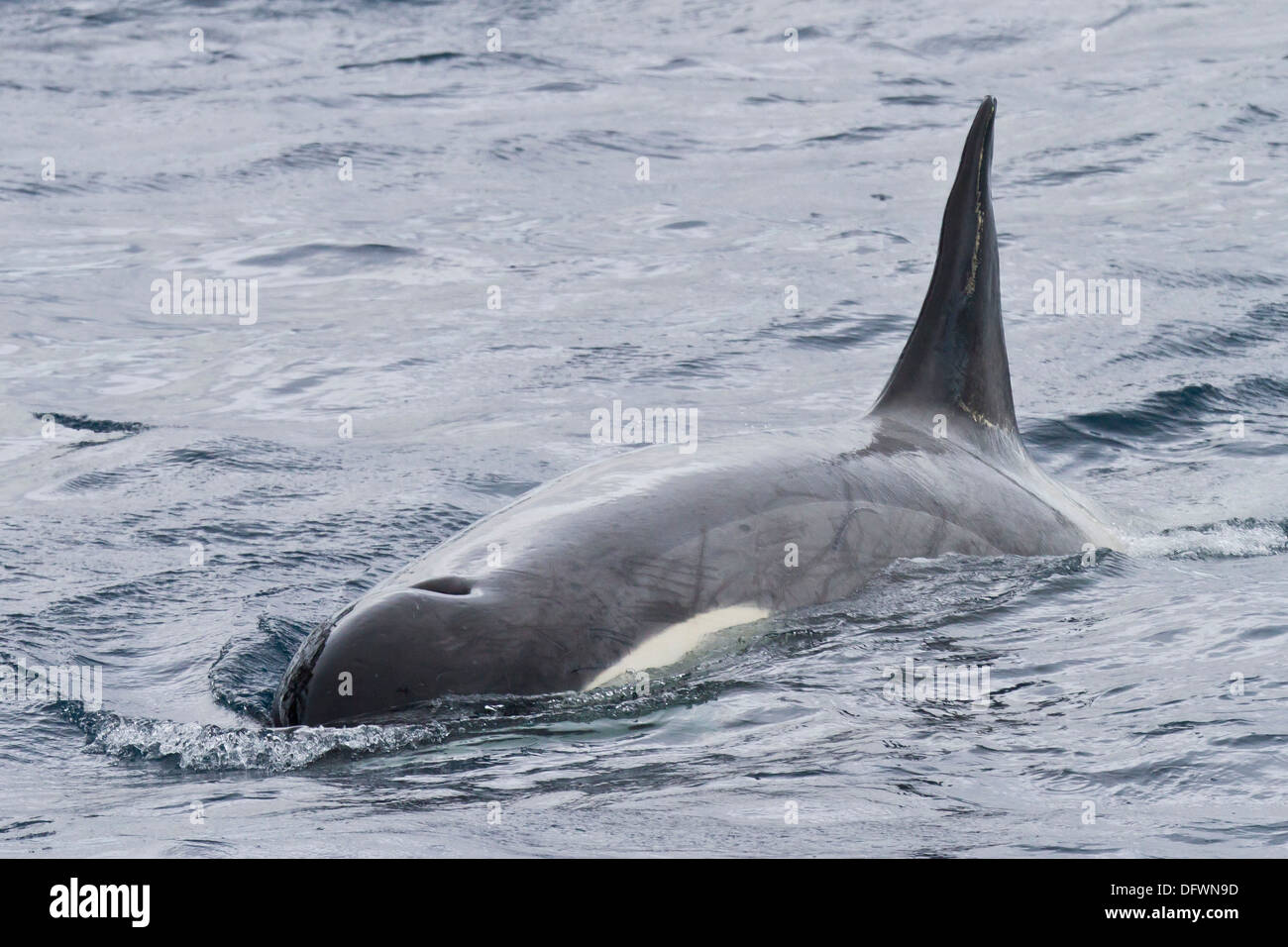 Type a killer whale hi-res stock photography and images - Alamy