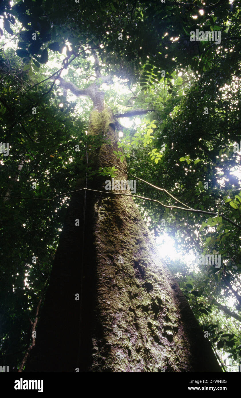 Rainforest Korup Cameroon High Resolution Stock Photography and Images ...