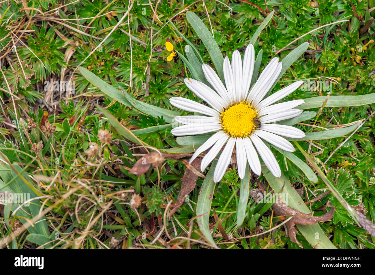 Paramo vegetation, Camomile of the Andes flowers, Cotopaxi National ...