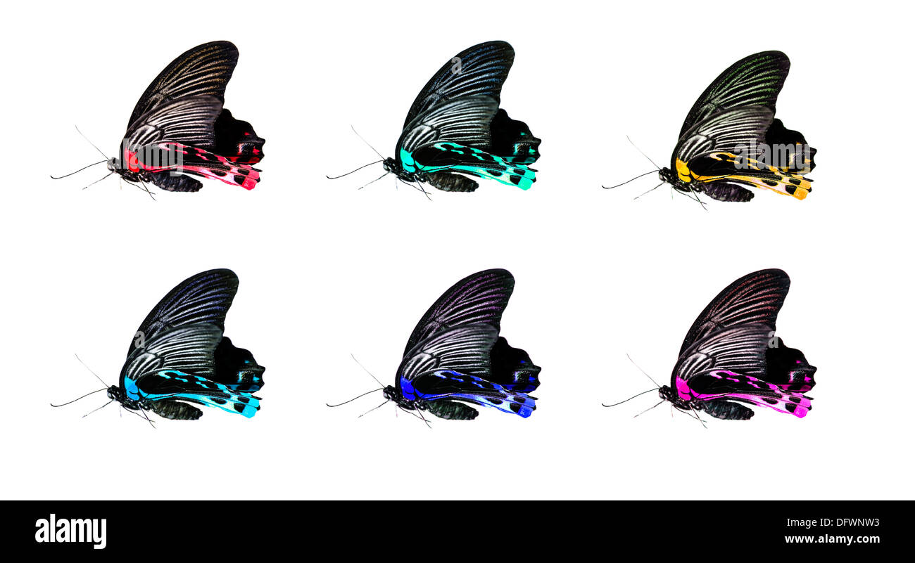 Monarch butterfly collage hi-res stock photography and images - Alamy