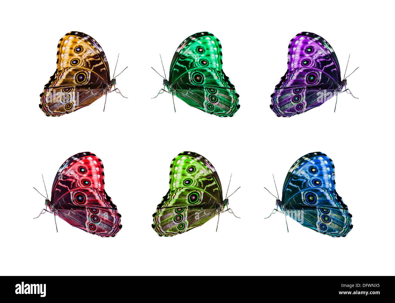 Butterfly isolated collage on a white background Stock Photo - Alamy
