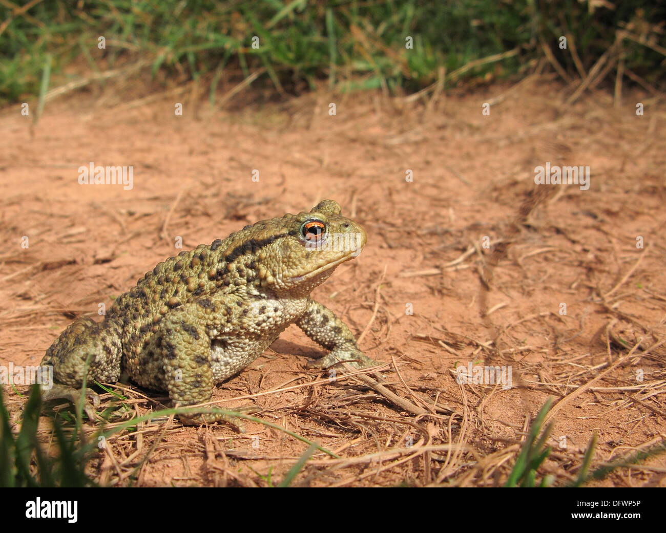 Common Toad ( Bufo bufo ), UK Stock Photo - Alamy