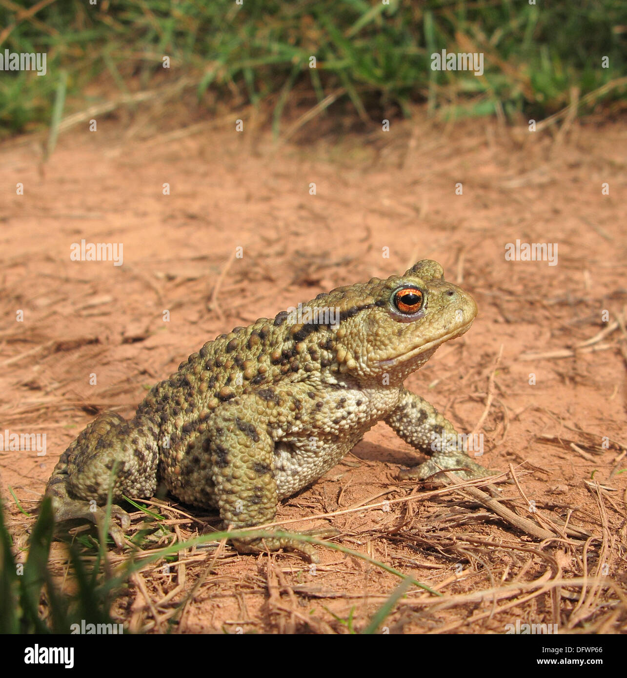 Common Toad ( Bufo bufo ), UK Stock Photo - Alamy
