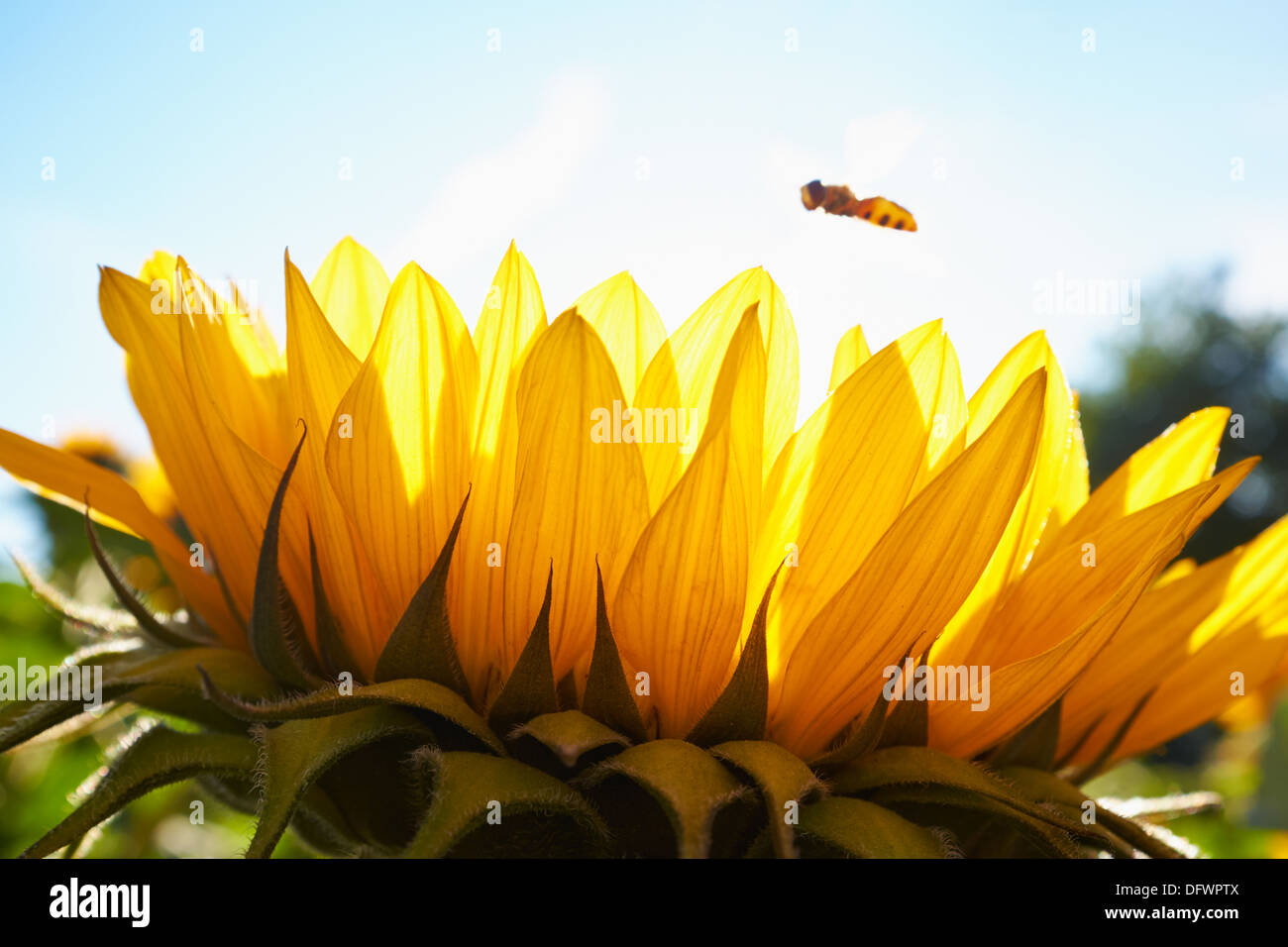 Sunflower back lit, close up Stock Photo - Alamy