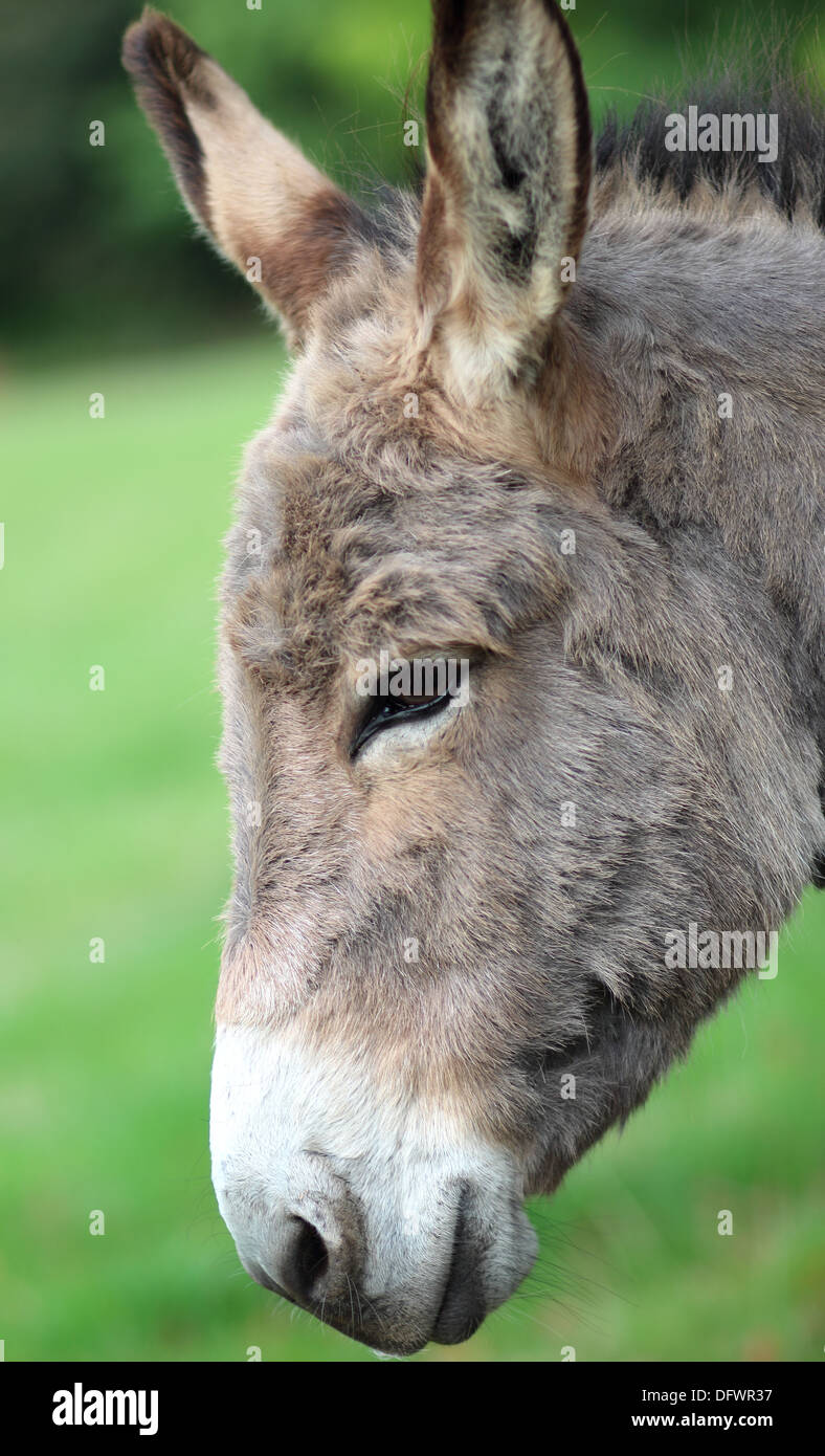 Portrait of a grey donkey with the focus on the eye against an out of ...
