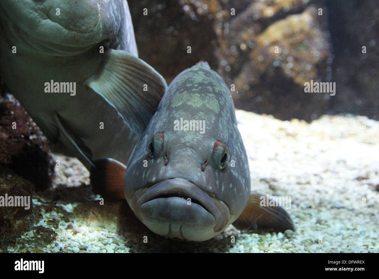large sea fish swimming in an aquarium Stock Photo - Alamy
