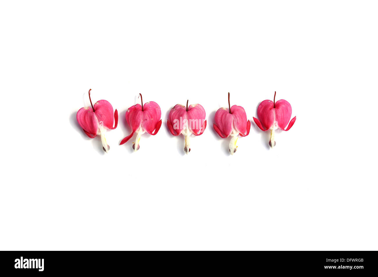 Row of pink hearts on white background Stock Photo - Alamy