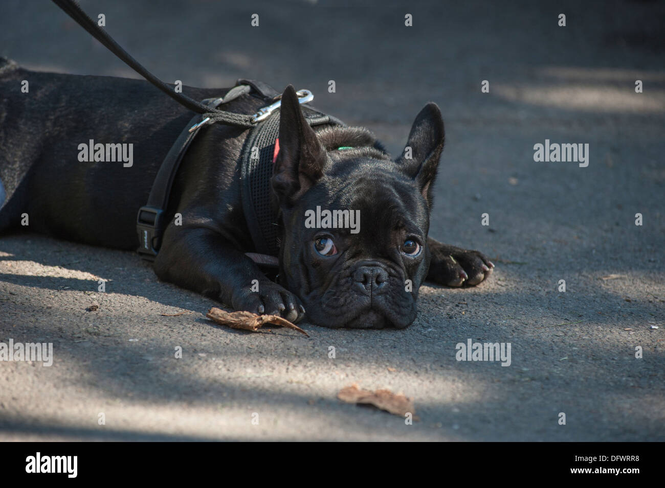 Fed up dog hi-res stock photography and images - Alamy