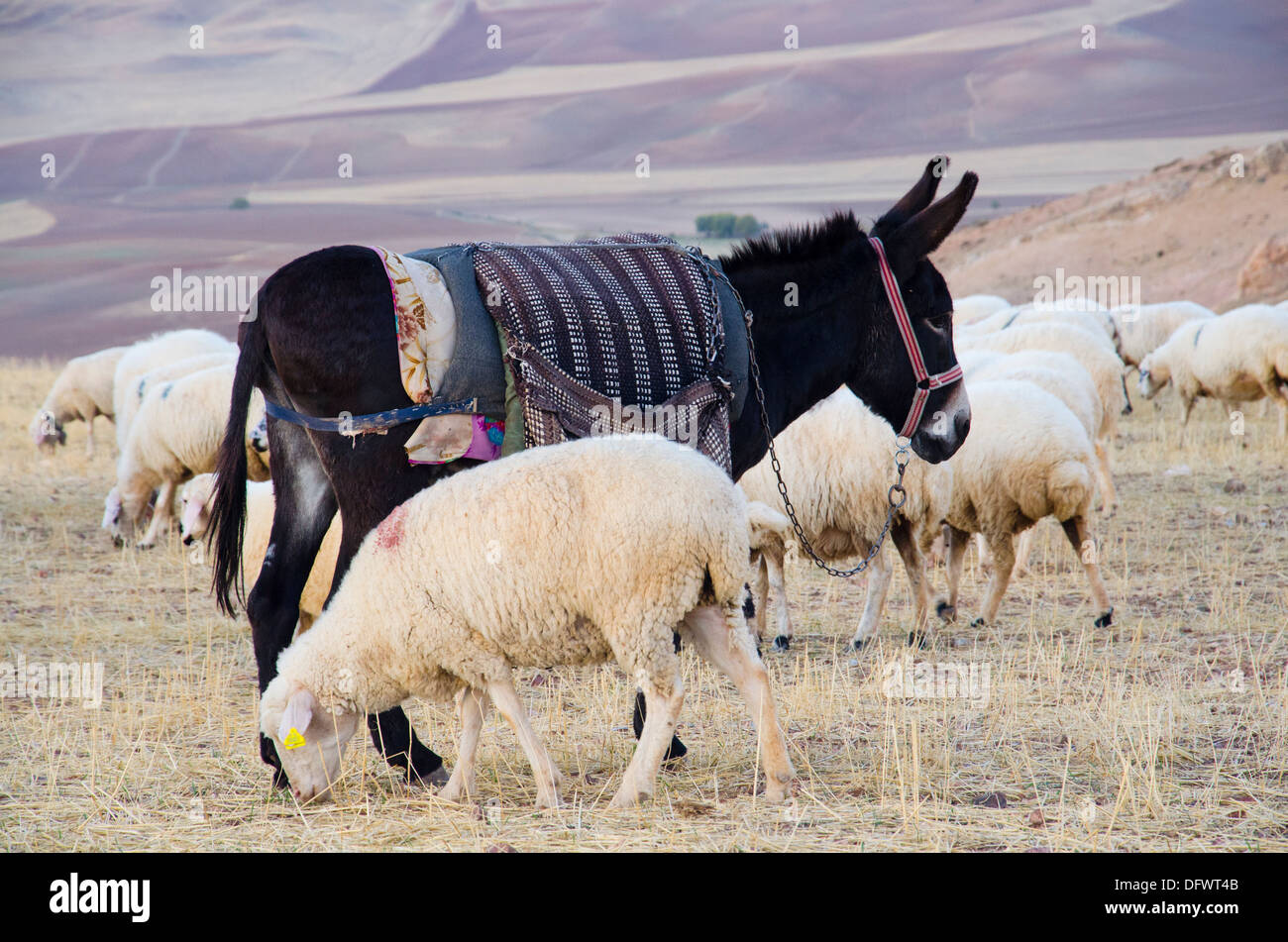 Shepherd flock sheep donkeys hi-res stock photography and images - Alamy