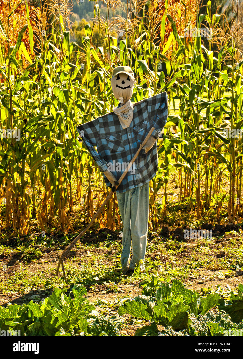Scarecrow in corn field hi-res stock photography and images - Alamy