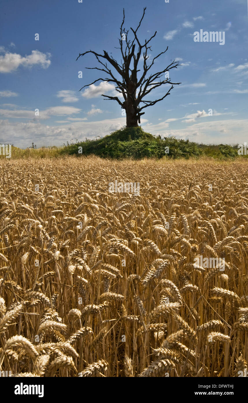 Dead tree in wheat field hi-res stock photography and images - Alamy