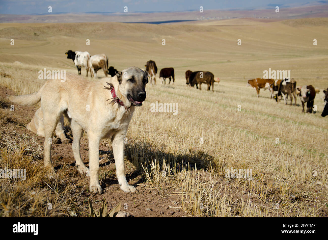 Shepherd flock sheep donkeys hi-res stock photography and images - Alamy