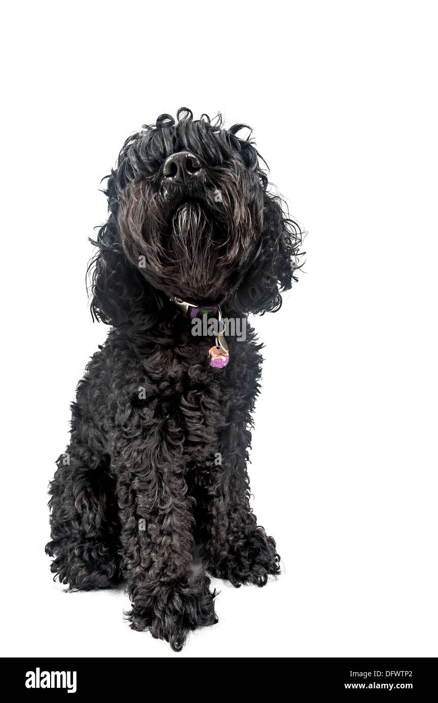 A black cockapoo dog Stock Photo - Alamy
