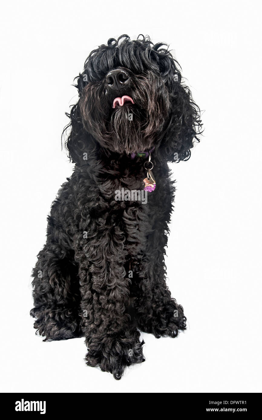 A black cockapoo dog Stock Photo - Alamy