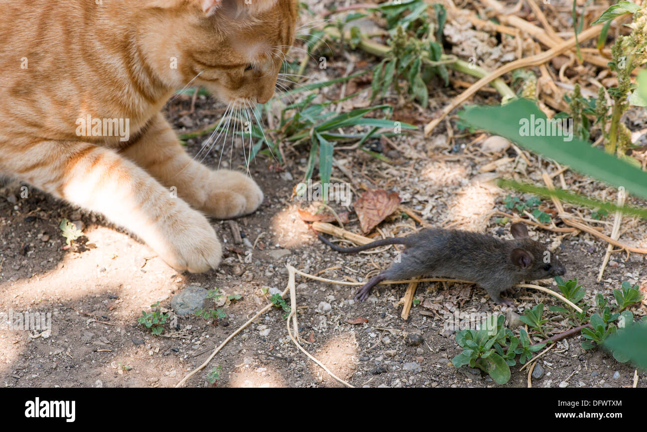 Cat and mouse in garden. Cat catching mouse Stock Photo - Alamy