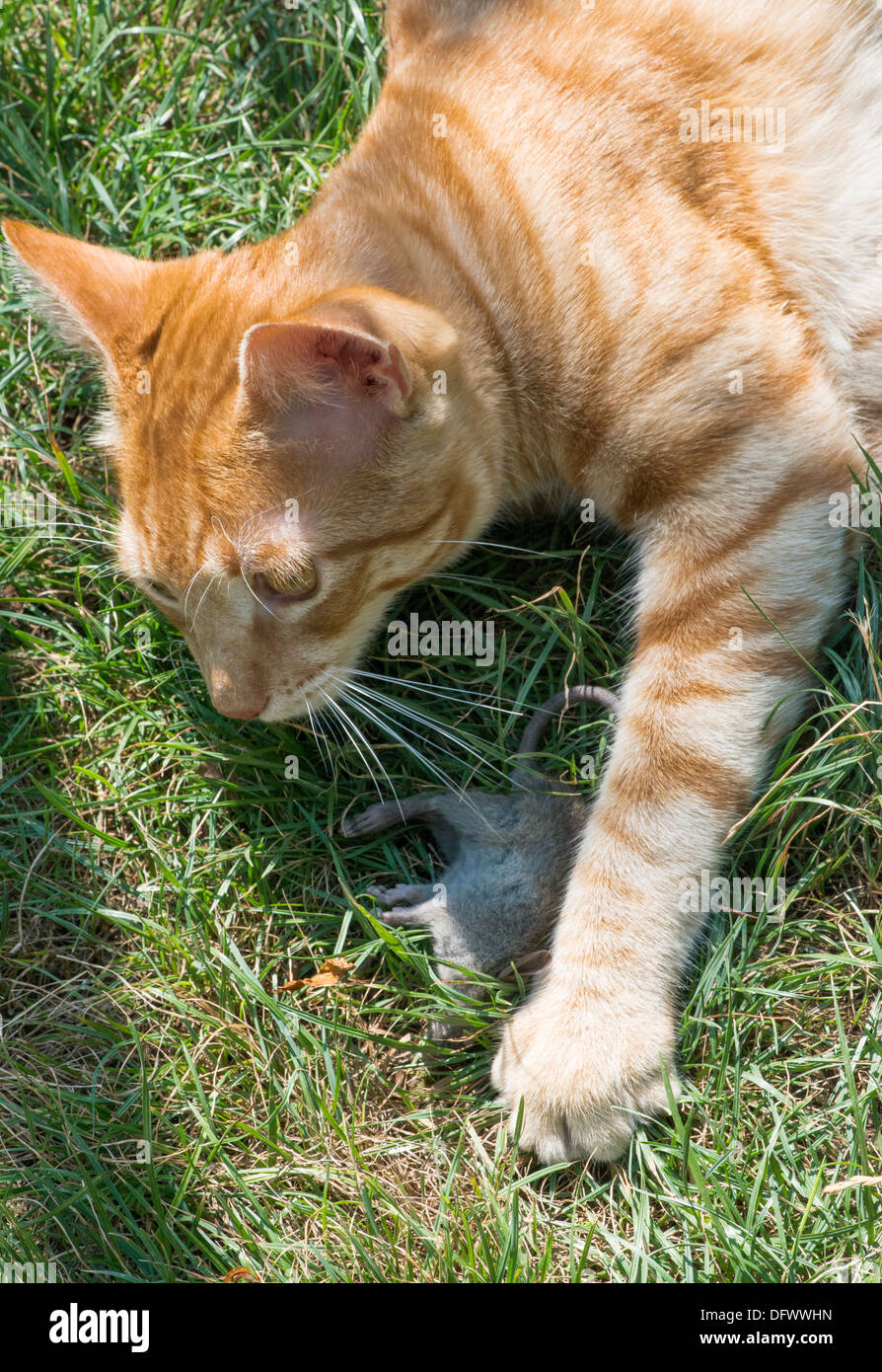 Cat and mouse in garden. Cat catching mouse Stock Photo - Alamy