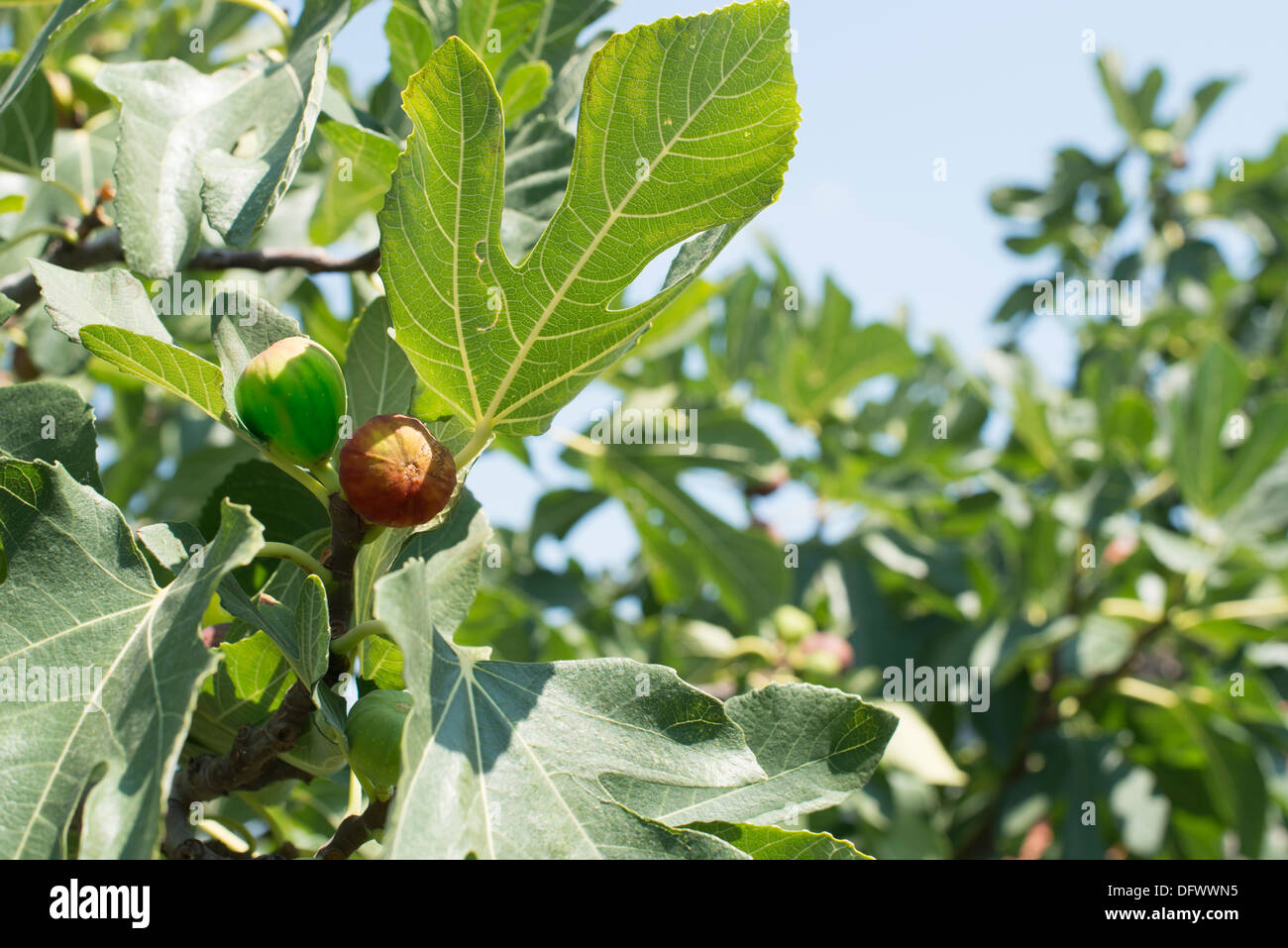 Fig tree fruit hi-res stock photography and images - Alamy