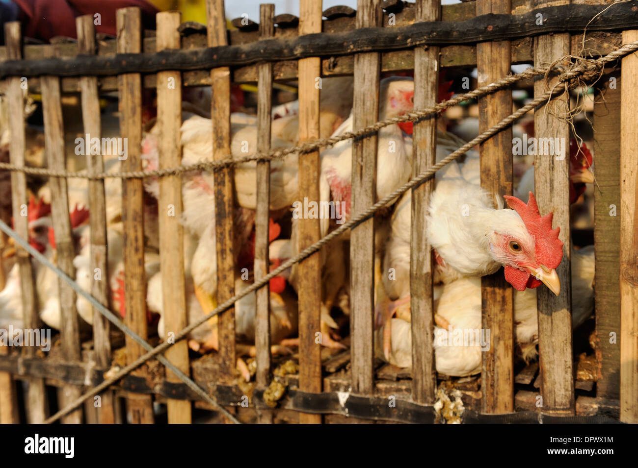 BANGLADESH Dhaka, mobile chicken shop on bicycle rickshaw Stock Photo ...
