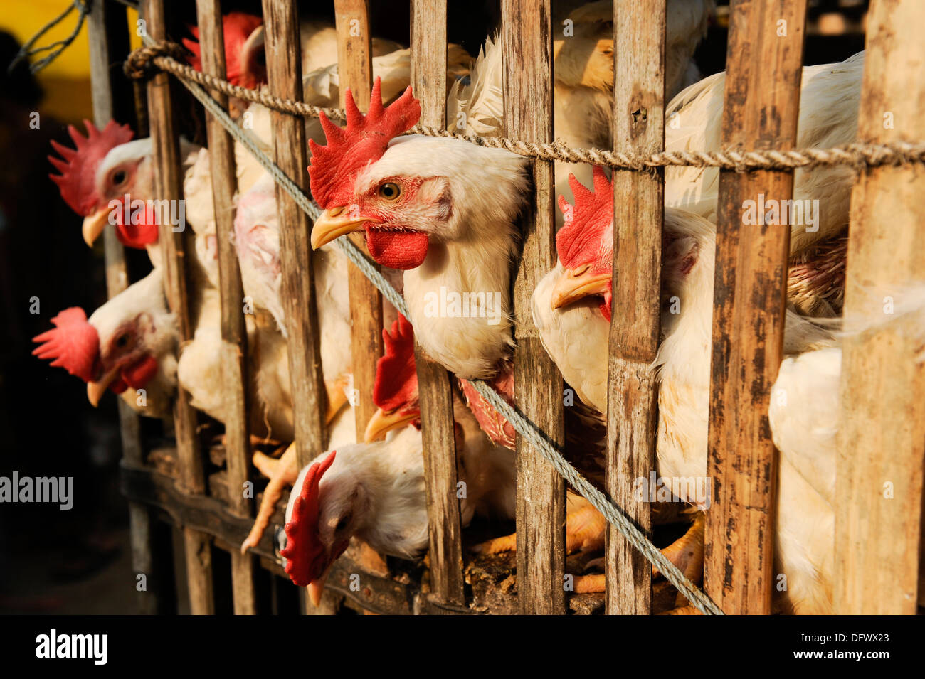 BANGLADESH Dhaka, mobile chicken shop on bicycle rickshaw Stock Photo ...