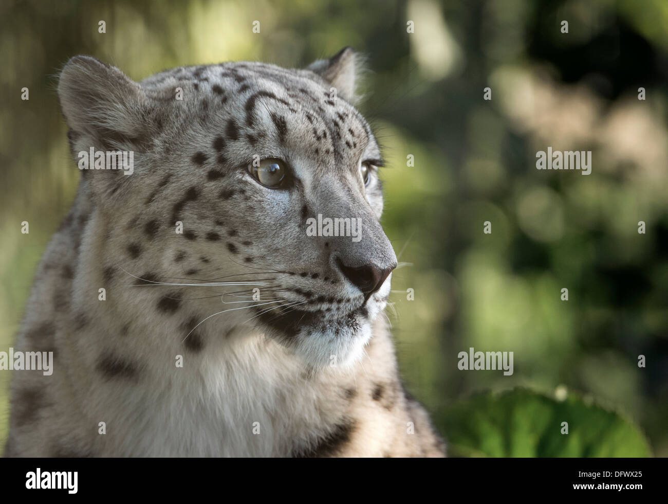Beautiful female snow leopard (head shot Stock Photo - Alamy