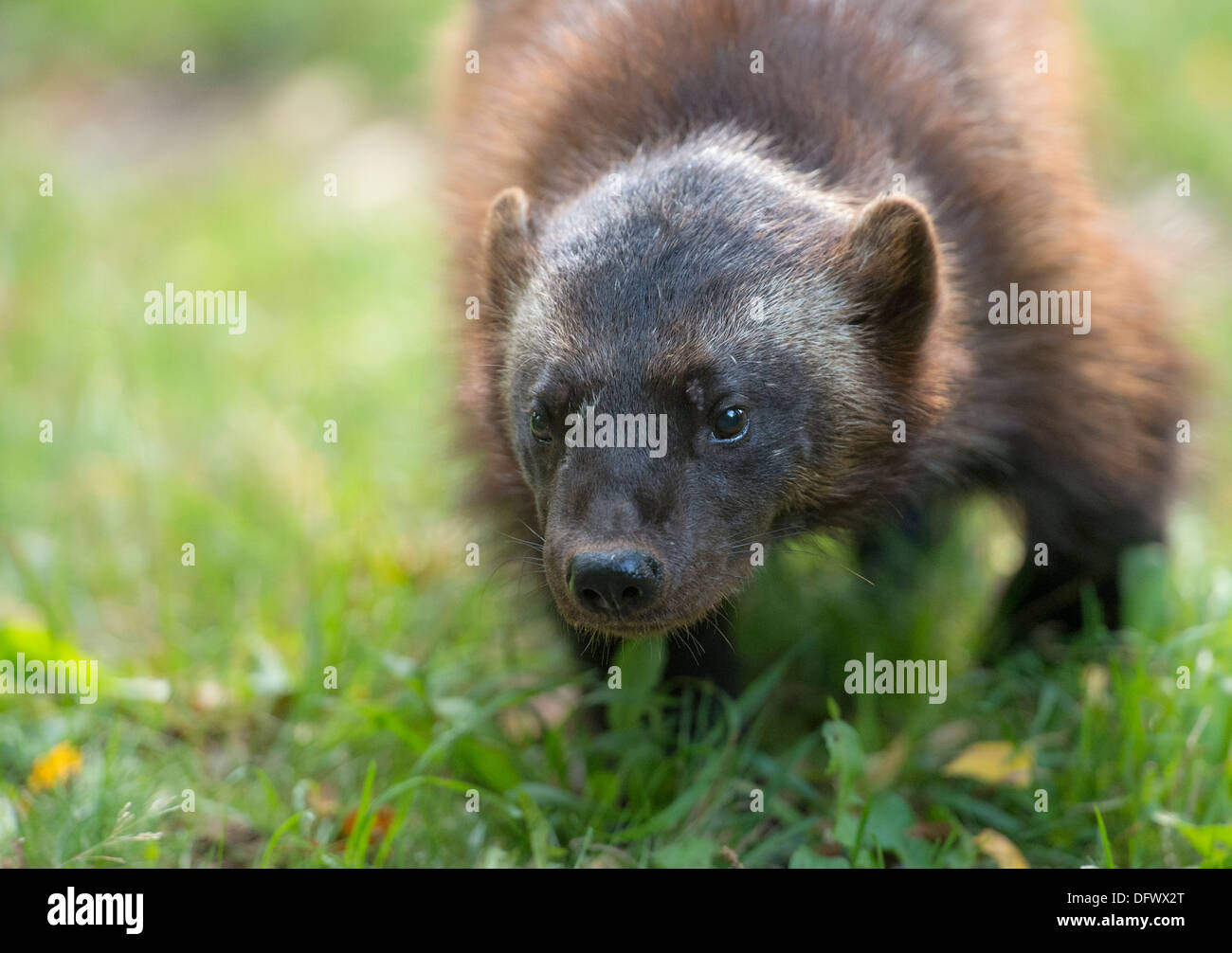 Wolverine in grass Stock Photo - Alamy