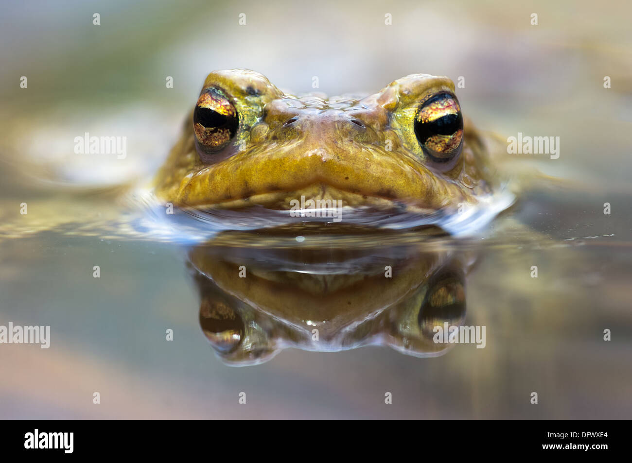 Male toad hi-res stock photography and images - Alamy