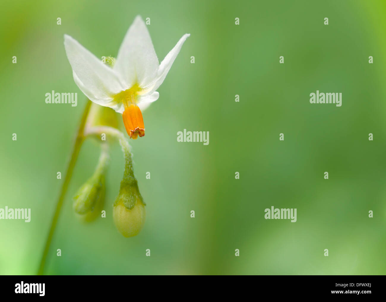 Solanum nigrum hi-res stock photography and images - Alamy