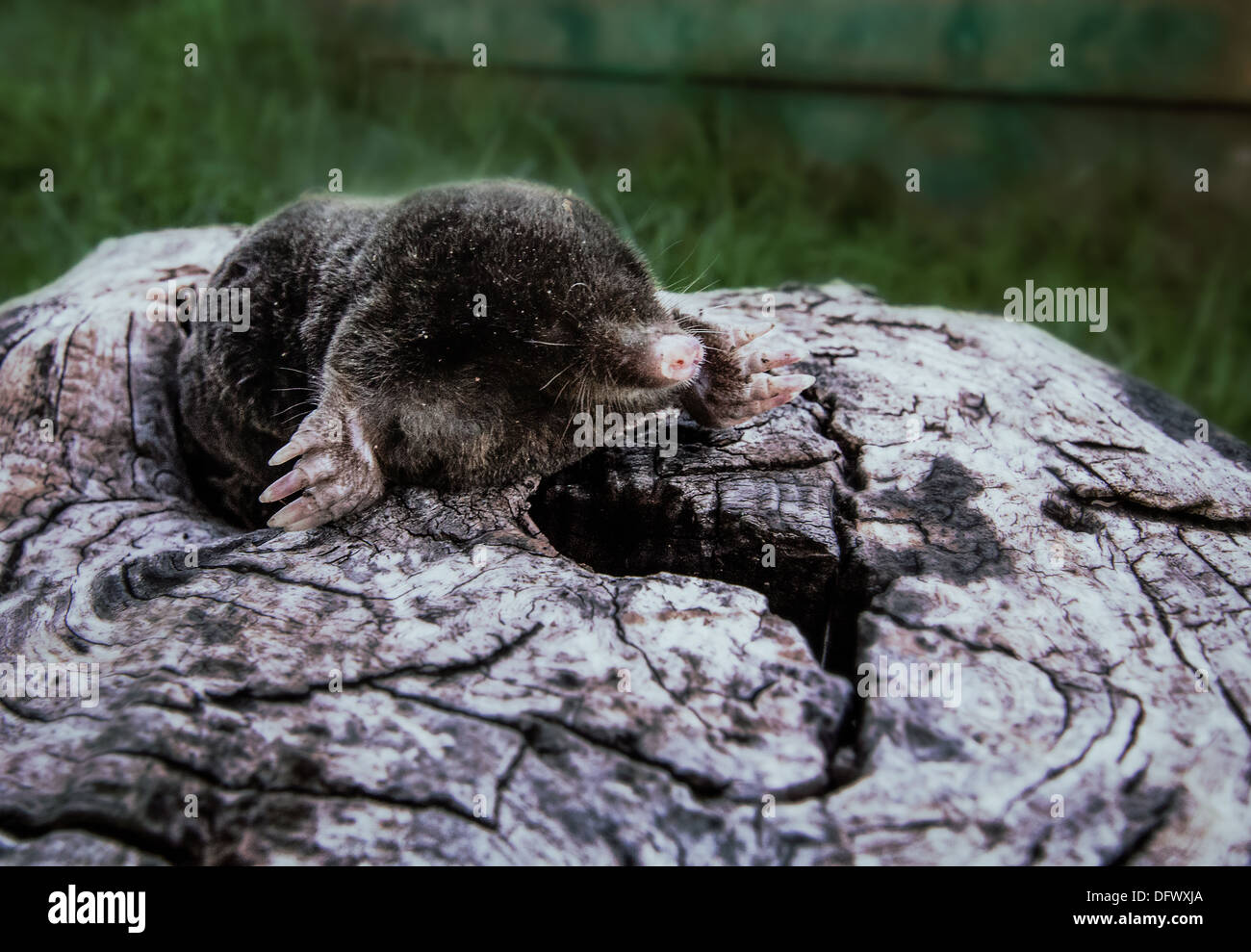 A common mole on a wooden log Stock Photo - Alamy