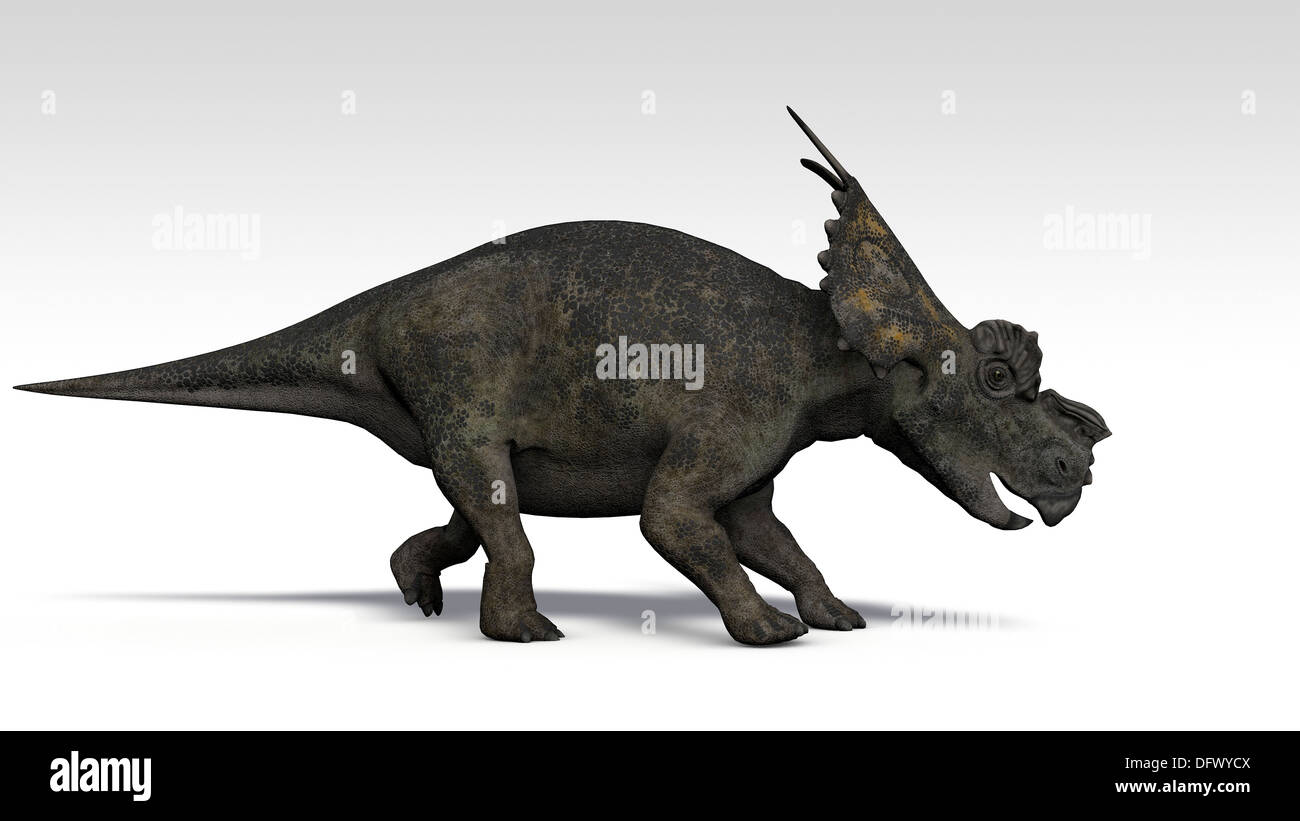 Achelousaurus dinosaur, white background Stock Photo - Alamy