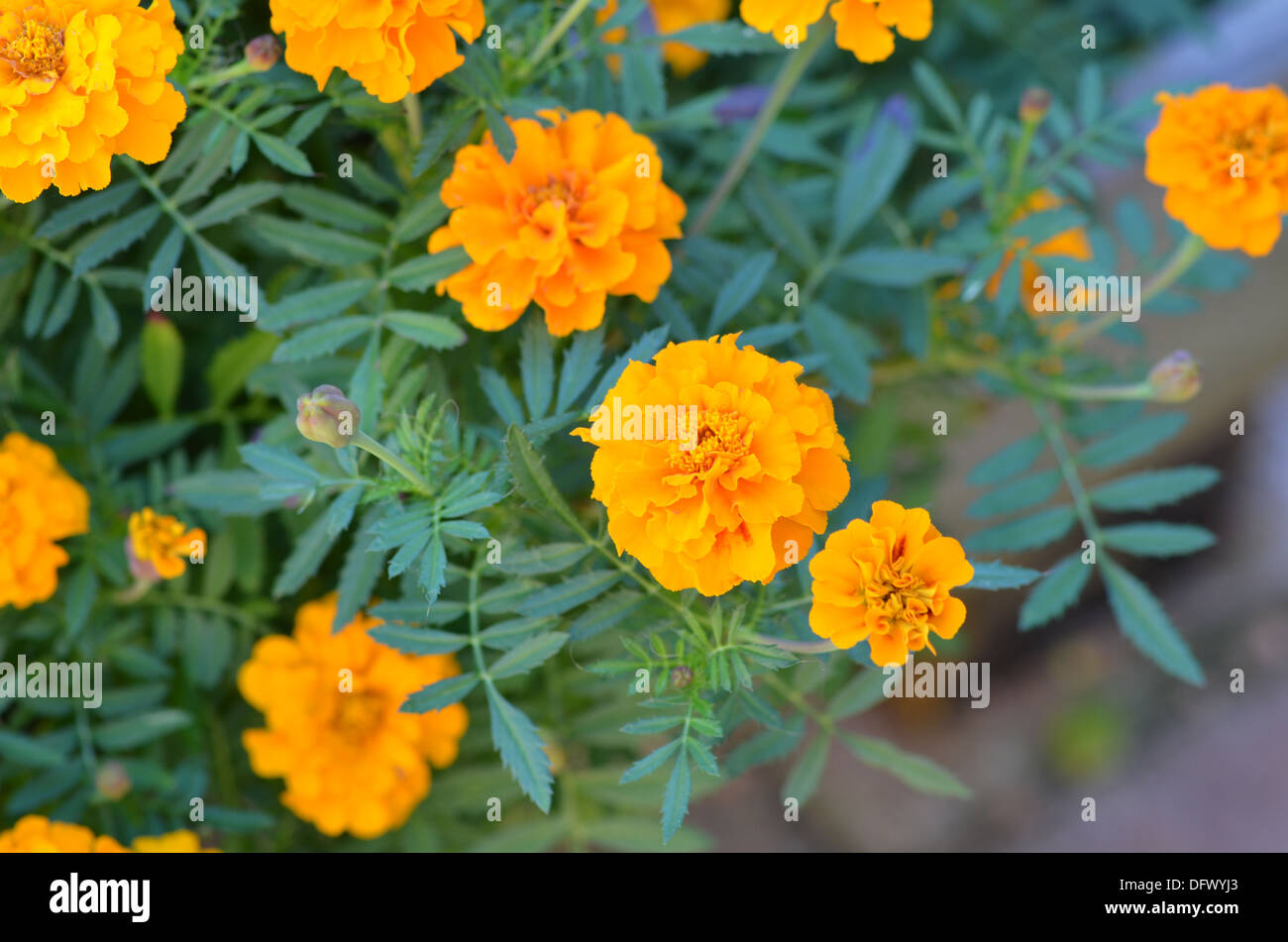 Marigolds flower border hi-res stock photography and images - Alamy