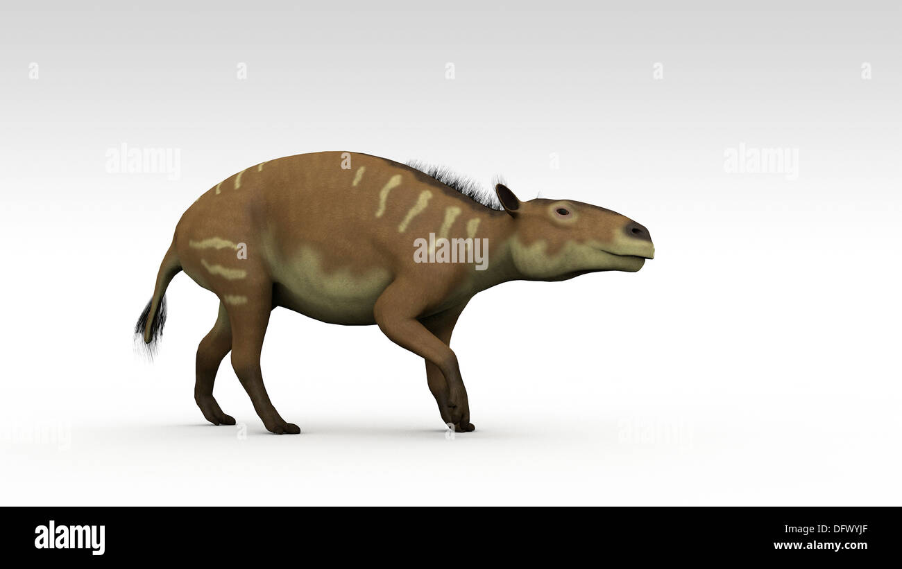 Eurohippus, an extinct genus of equid ungulate, white background Stock ...