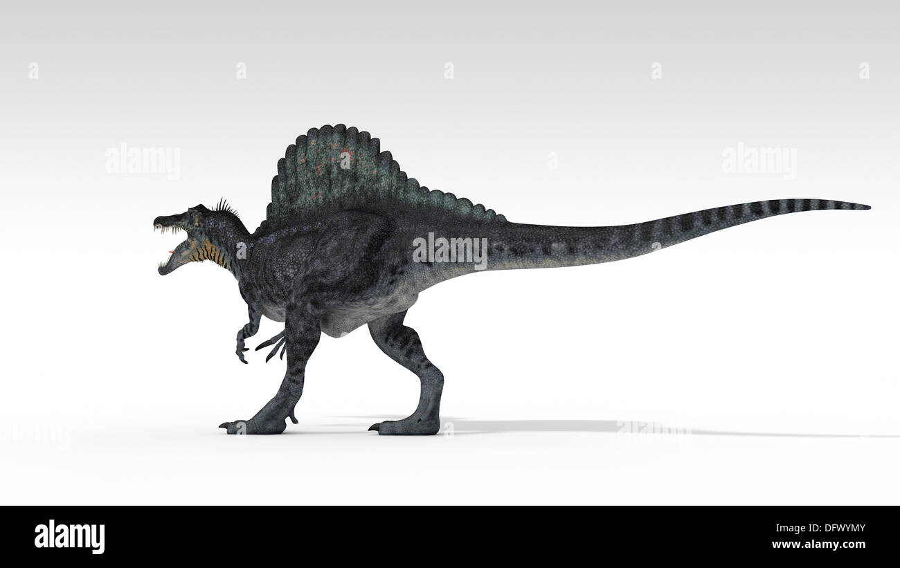 Spinosaurus dinosaur, white background Stock Photo - Alamy