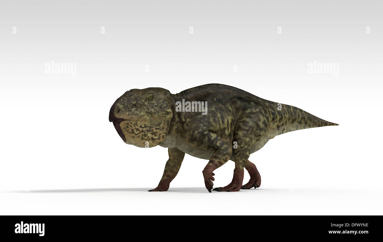 Udanoceratops dinosaur, white background Stock Photo - Alamy