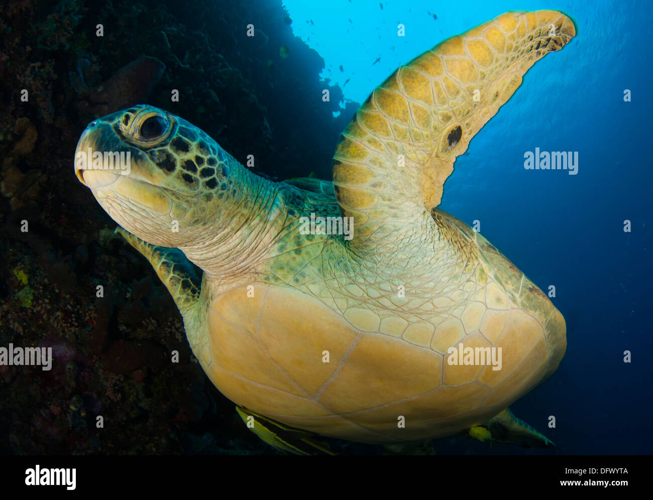Large turtle shell hi-res stock photography and images - Alamy