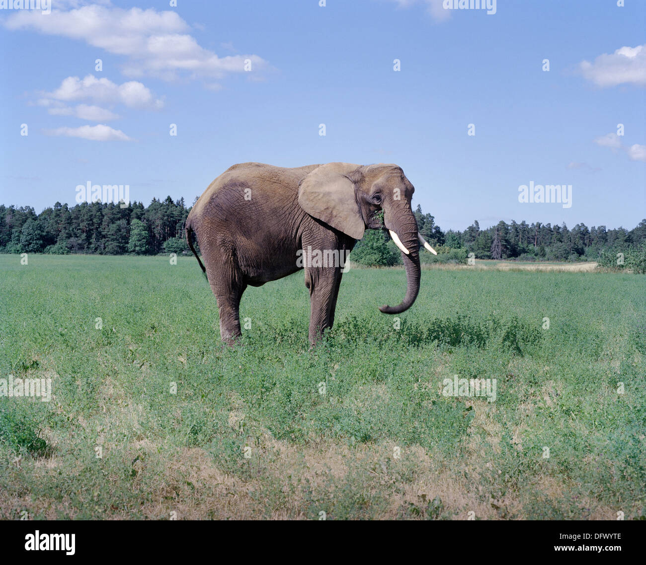 Elephant in Open Field Stock Photo - Alamy
