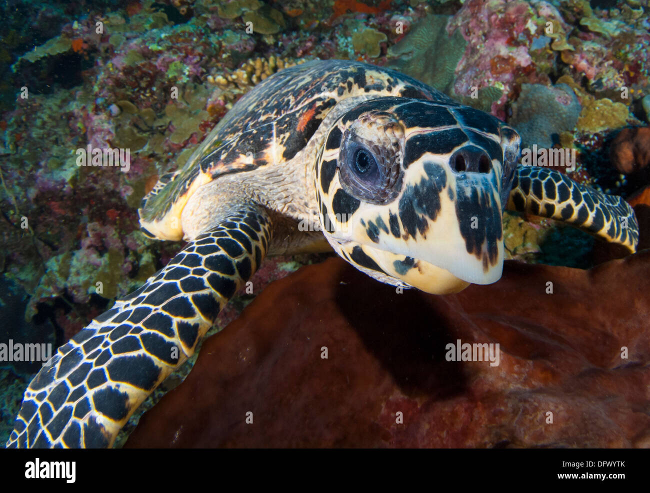 Close-up head on view of a hawksbill sea turtle (Eretmochelys imbricata ...