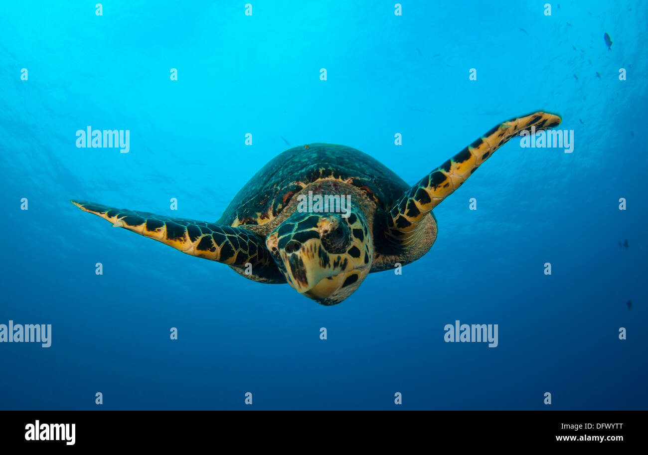 Sea Turtle Shell Close Up High Resolution Stock Photography and Images ...