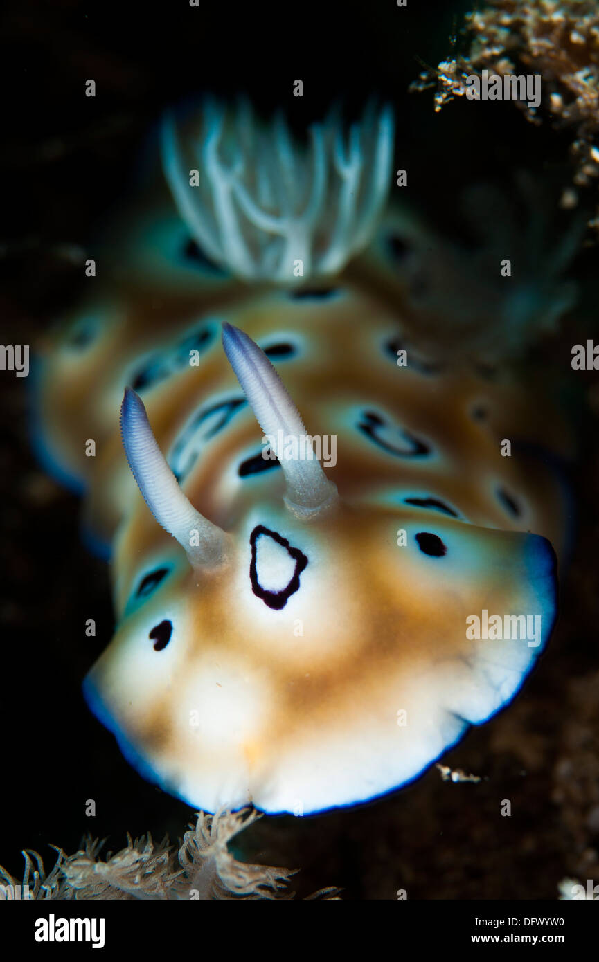 Spotted leopard slugs hi-res stock photography and images - Alamy