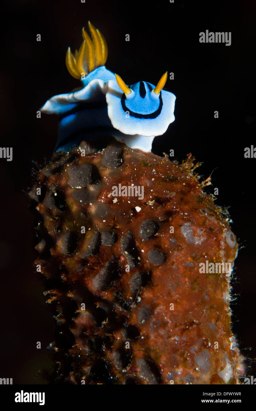 Chromodoris chromodoris elisabethina hi-res stock photography and ...