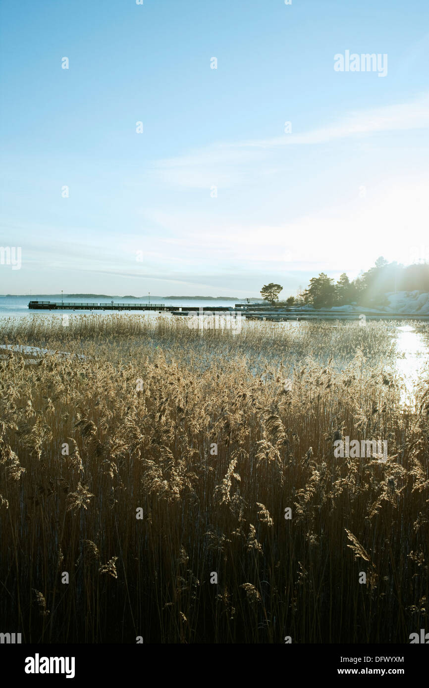 Reeds at lake hi-res stock photography and images - Alamy