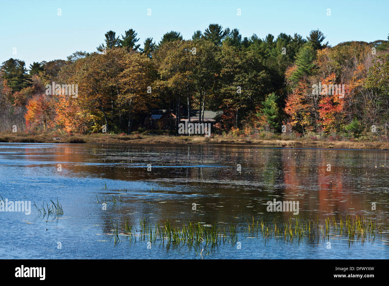 Fall foliage in northern New England. Each autumn the deciduous trees ...
