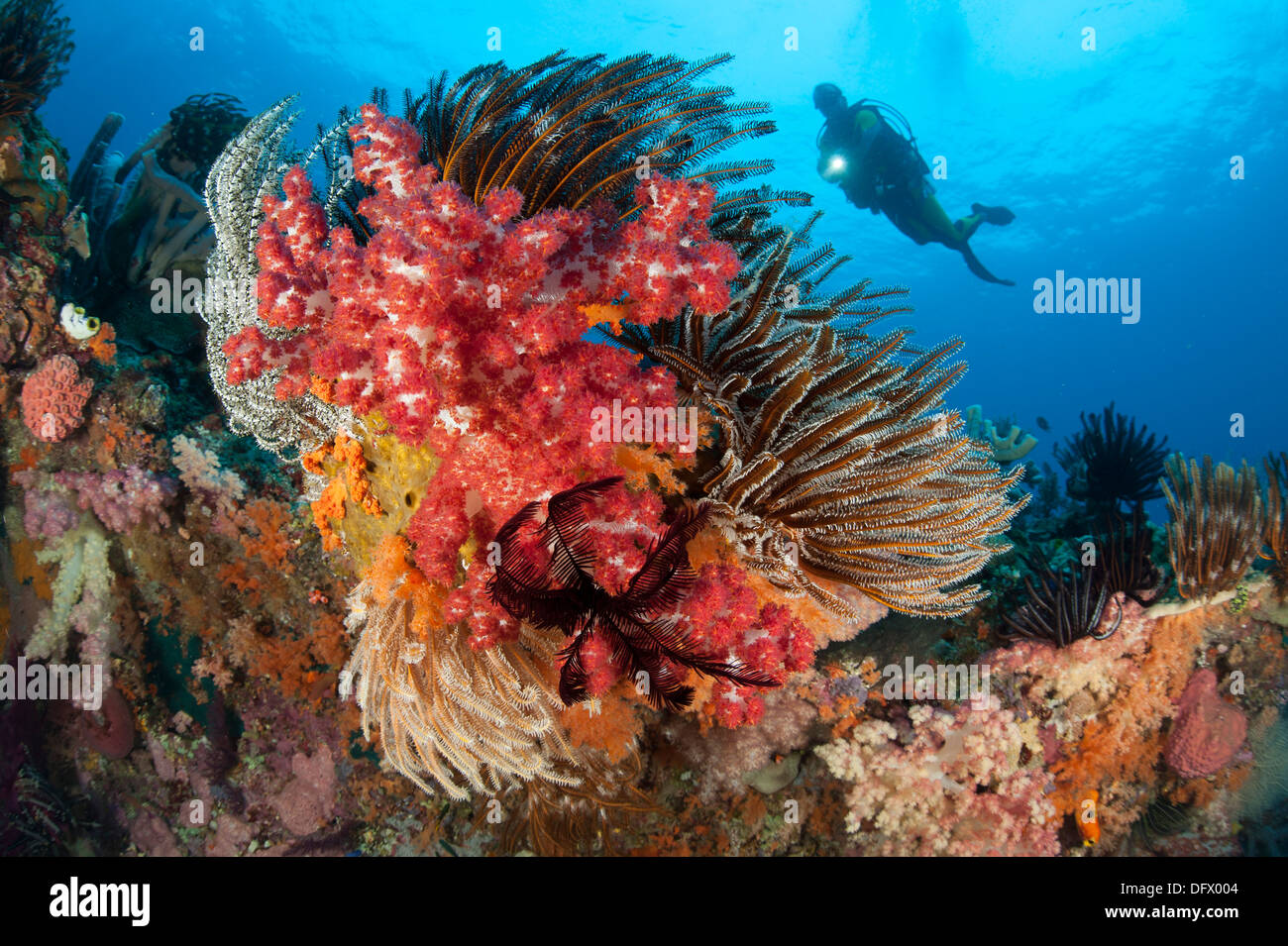 A diver approaches colorful soft corals and crinoids on the reefs of ...