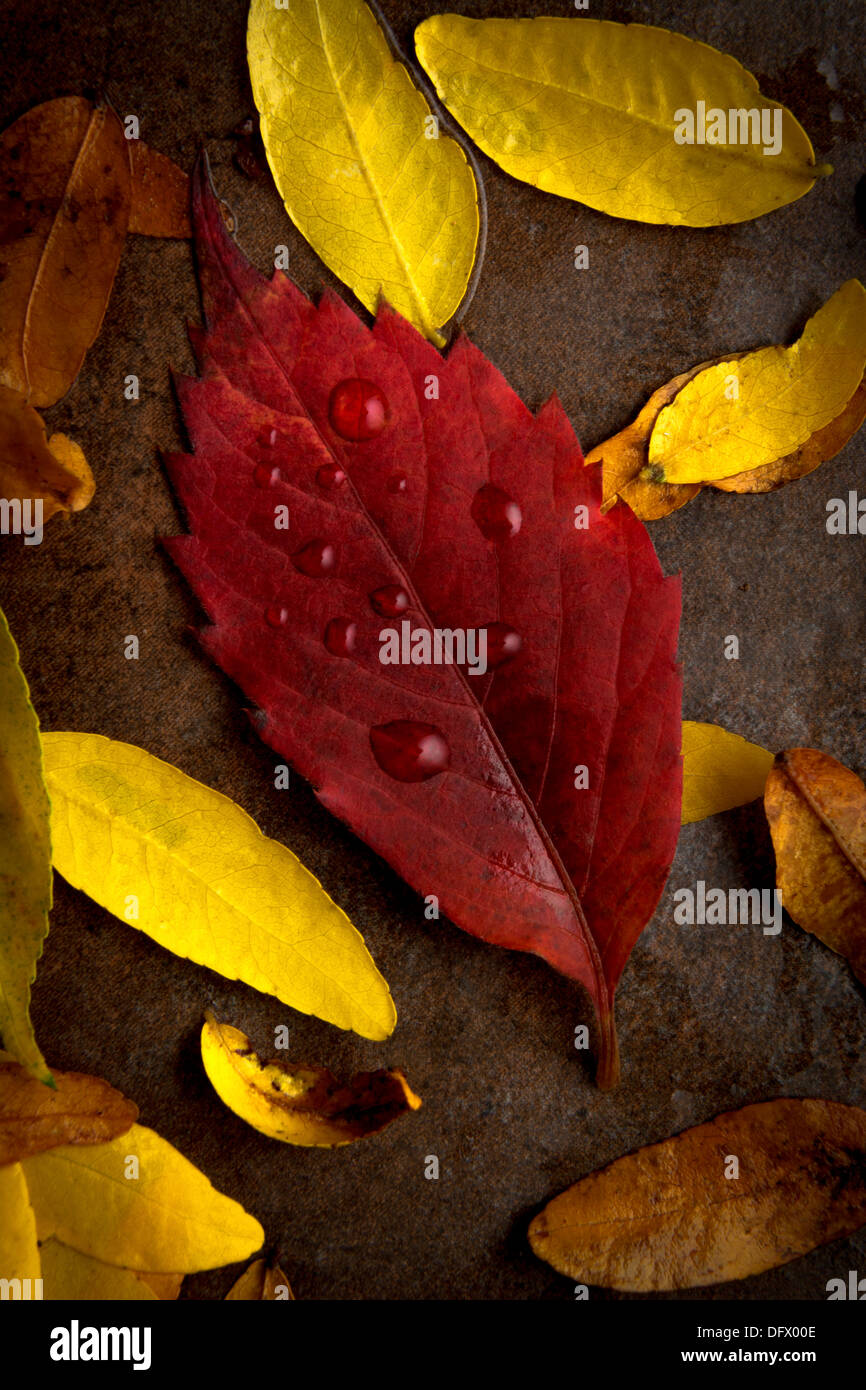 Wet fall leaves hi-res stock photography and images - Alamy