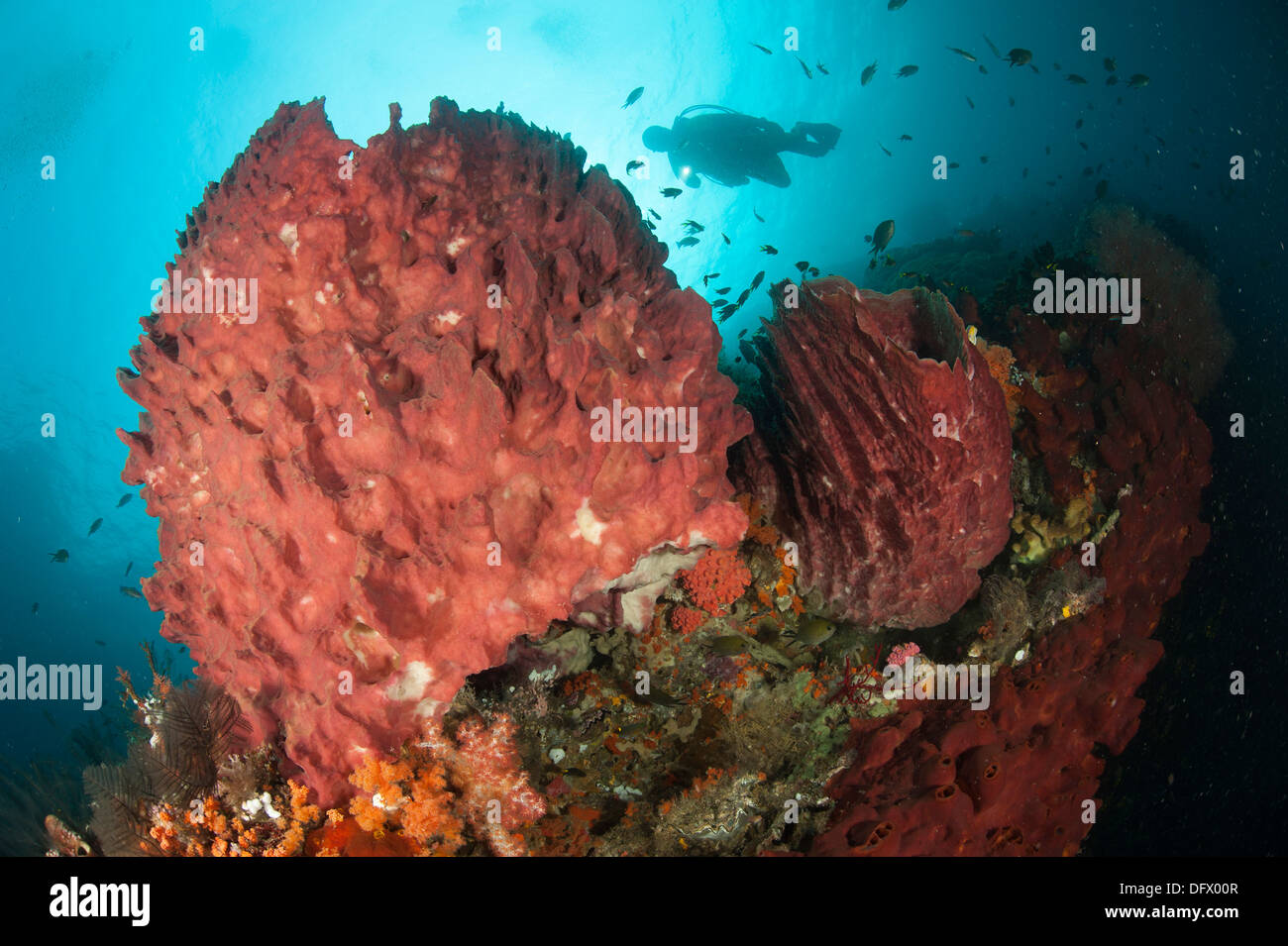 Porifera underwater wayilbatan island biodiversity giant barrel sponge ...