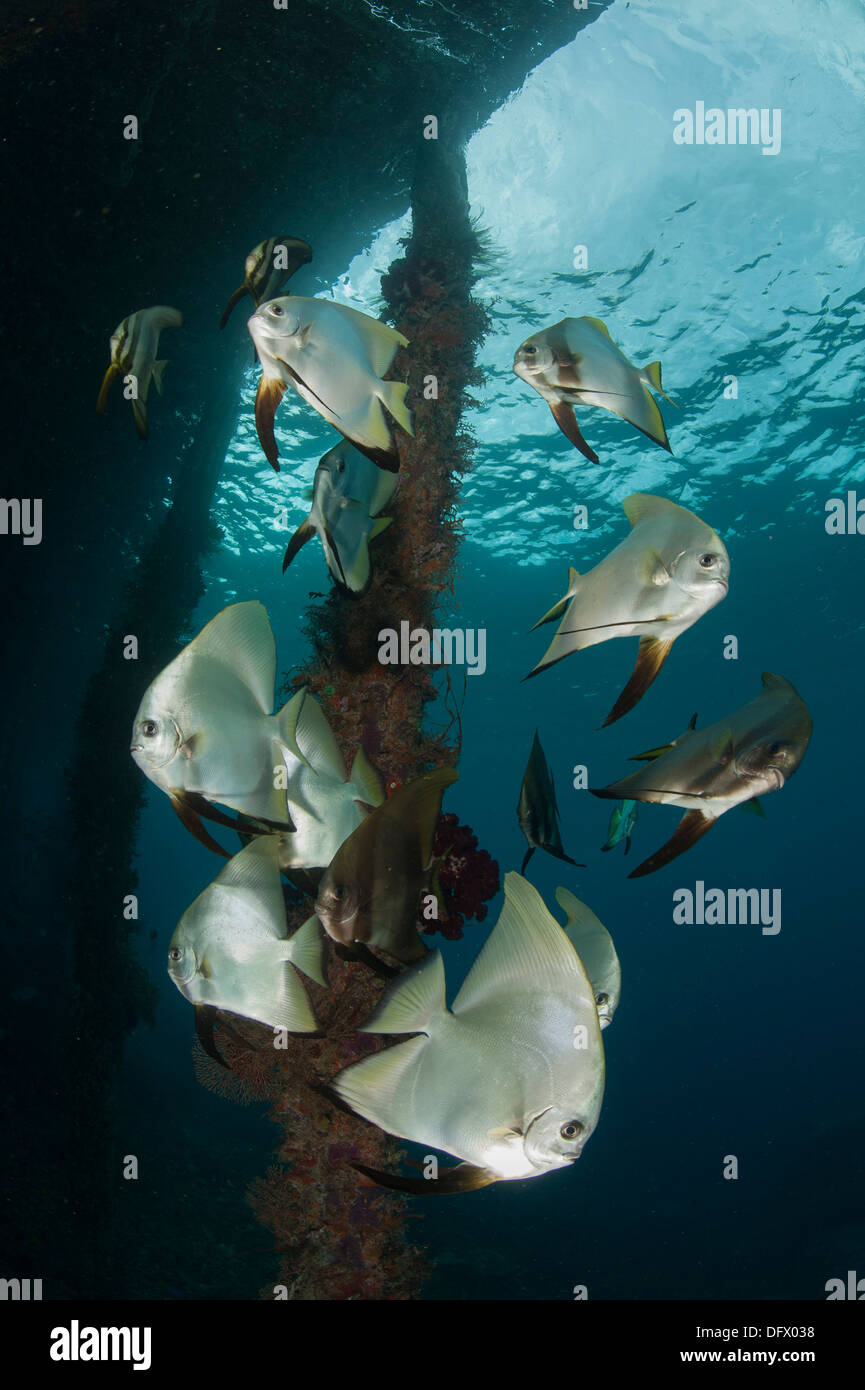 Golden spadefish (Platax boersii) gather under Arborek Jetty, Dampier ...