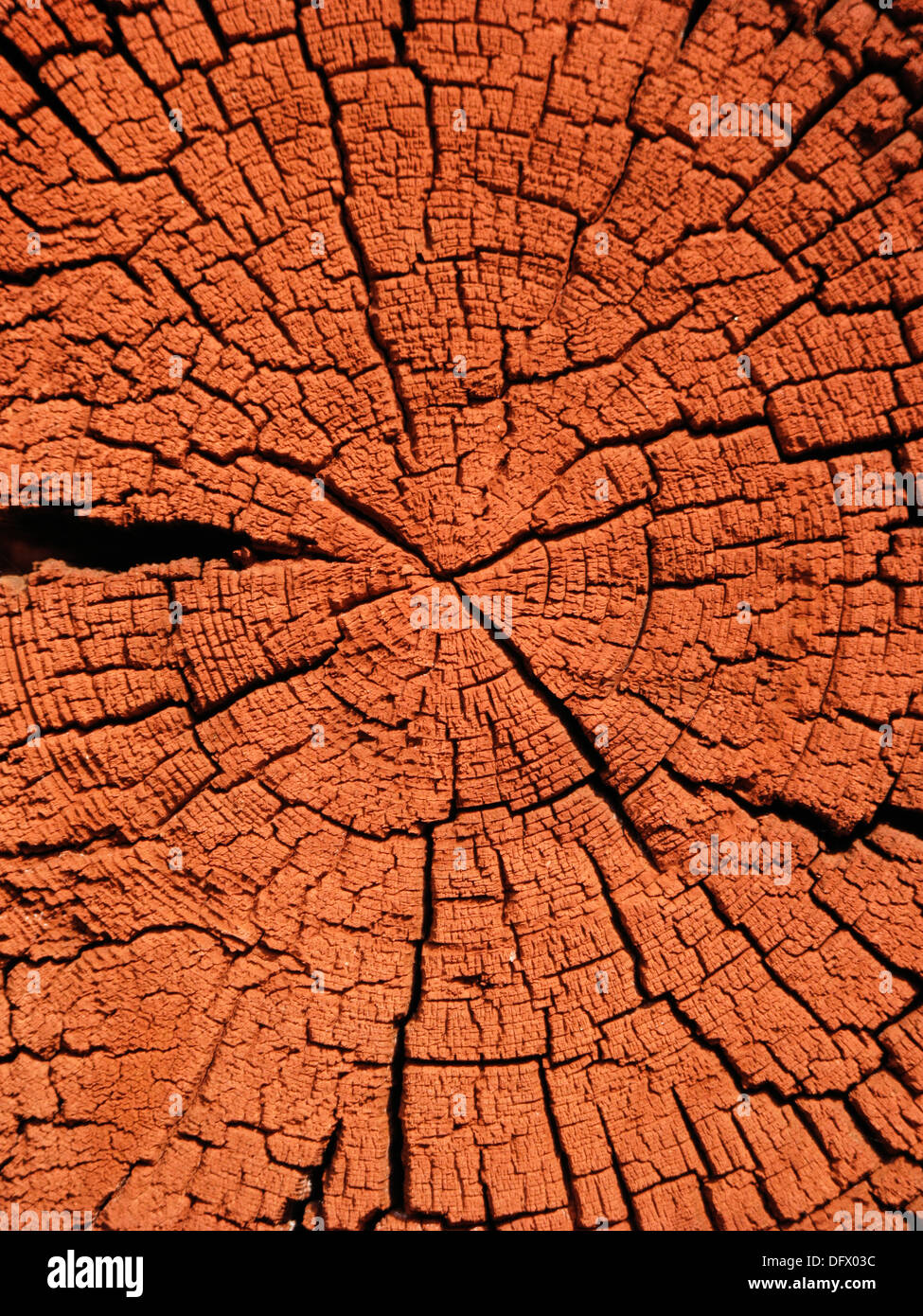 Painted Age Rings of Tree Stock Photo - Alamy