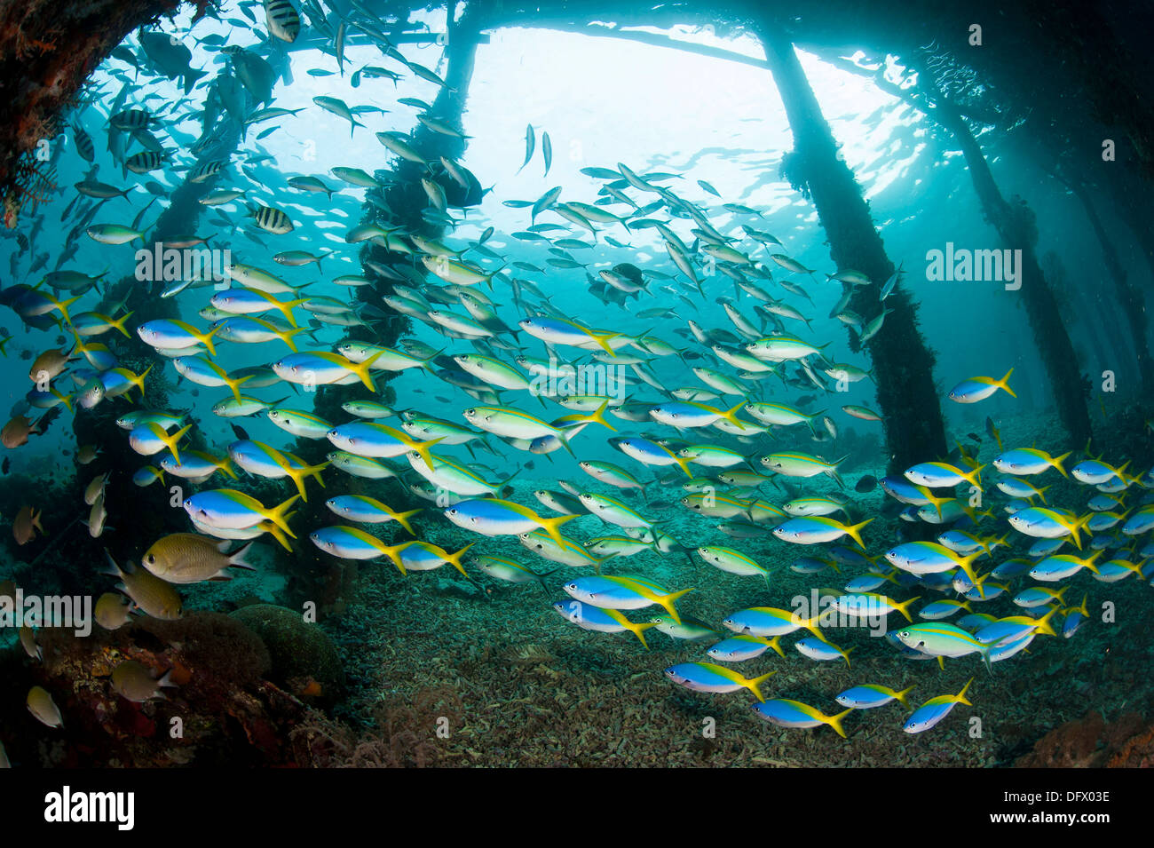 Blue and yellow fusilier fish (Caesio teres) gather under Arborek Jetty ...