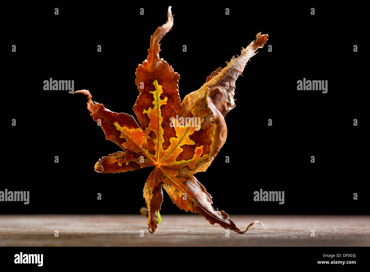 Samurai warrior leaf hi-res stock photography and images - Alamy