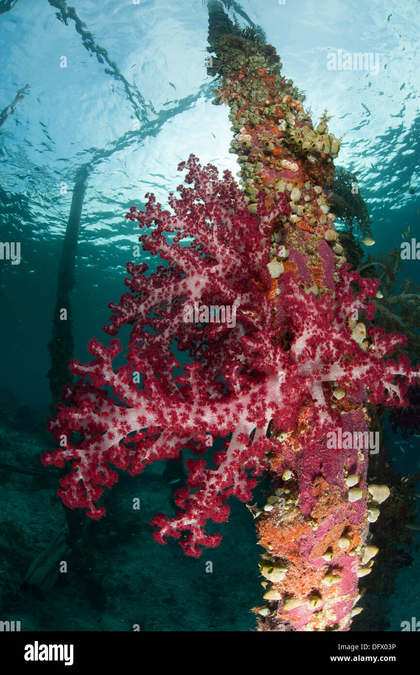 Soft corals (Dendronephthya sp.) adorn the legs of Arborek Jetty ...